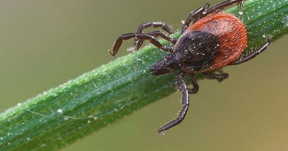 Torna la bella stagione: attenti alle zecche - Ticinonline