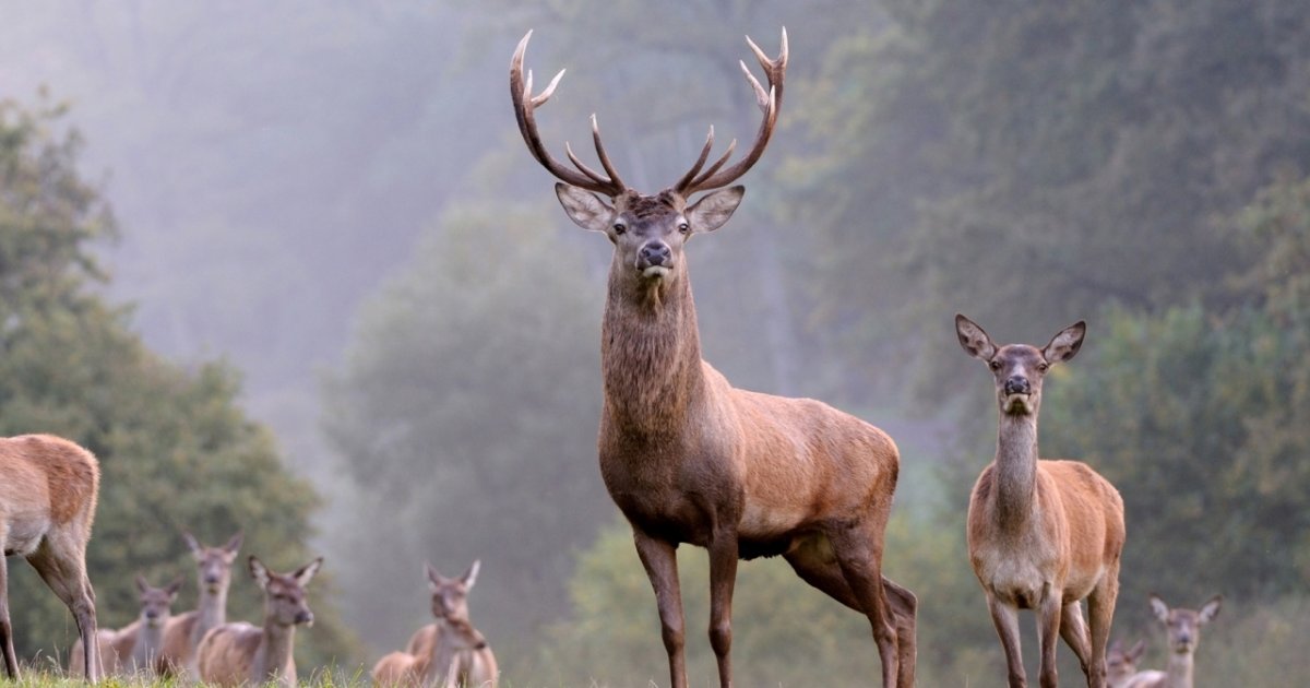 Il cervo è l'animale dell'anno 2017 - Ticinonline