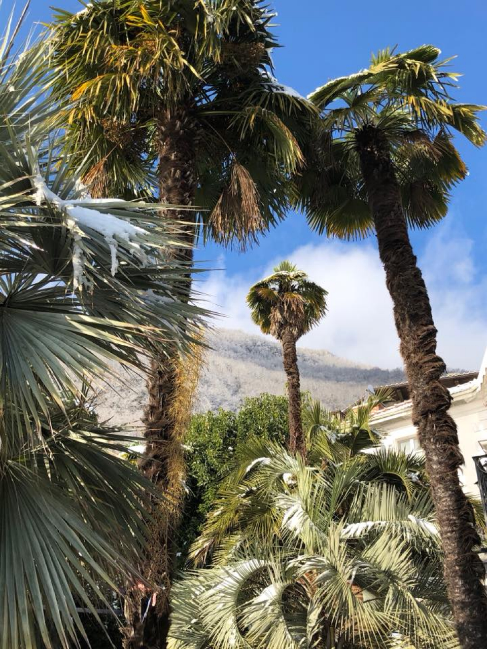 «Vi svelo i pregi della pianta più odiata… e amata» - Ticinonline