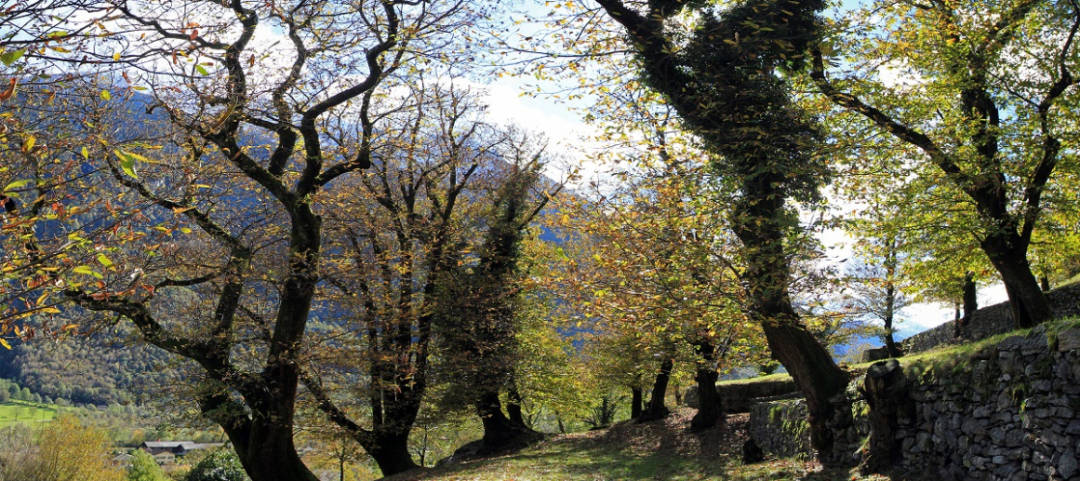 Abbiamo dei castagni unici - Ticinonline