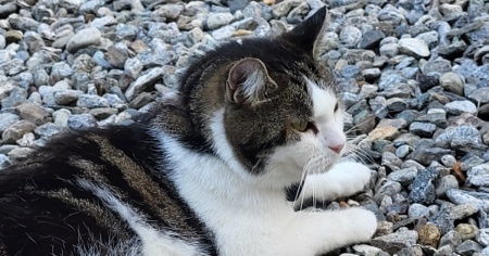 Qualcuno ha visto Bido? - Ticinonline