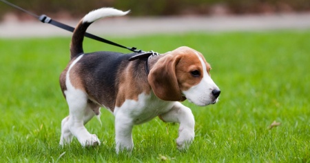 Tassa sui cani in aumento: nel 2026 sarà di 100 franchi - Ticinonline